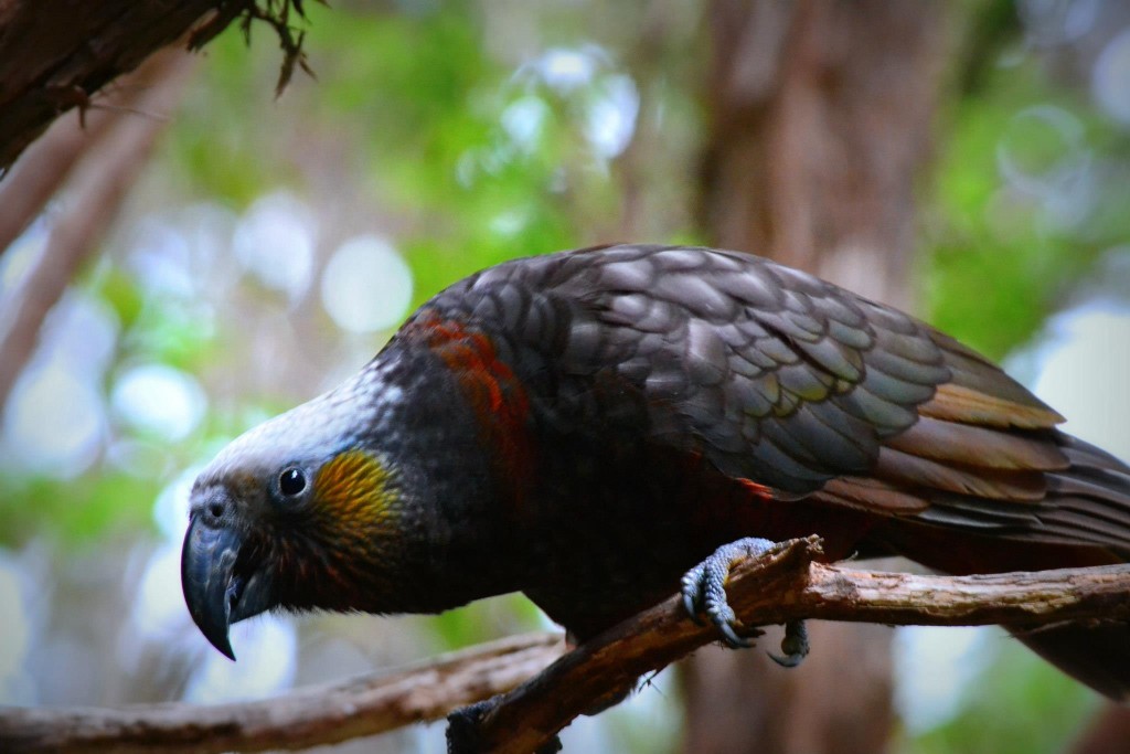 Native birds in New Zealand | SJC100-Islands-as-Metaphors